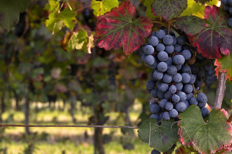 VISIT A WINERY - VisitModena